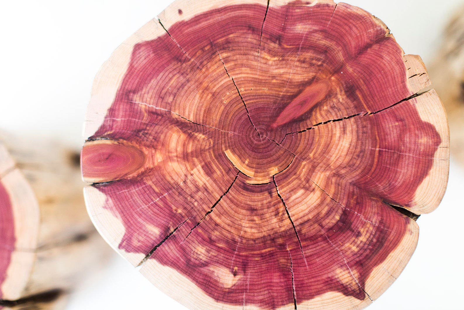 Natural Tree Stump Normal Size 11 to 12 Diameter - Etsy