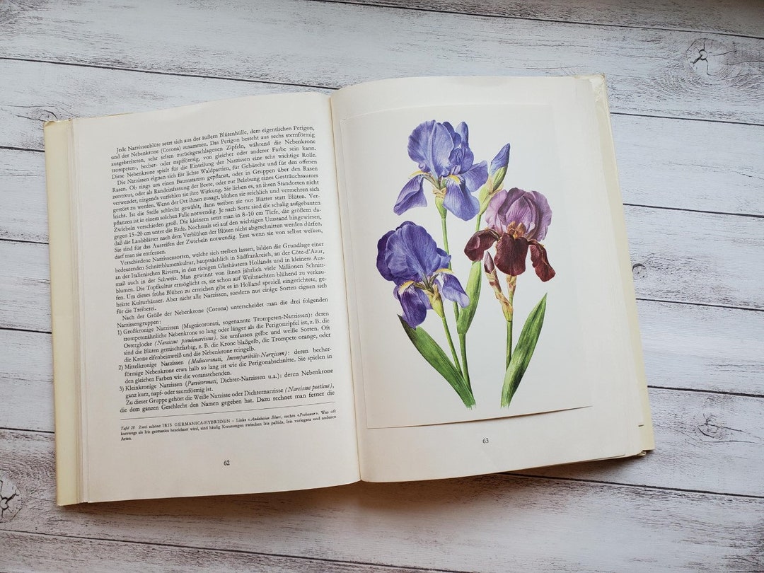 Original 1965 Book Botanical Plate IRISES Full Color Print Original in ...