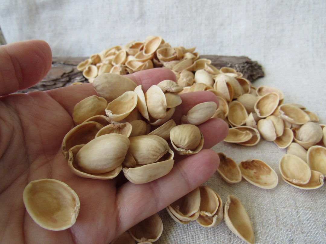 Empty Pistachio Shells, Nut Shells for Craft Projects, Organic ...