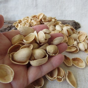 Empty Pistachio Shells, Nut Shells for Craft Projects, Organic ...
