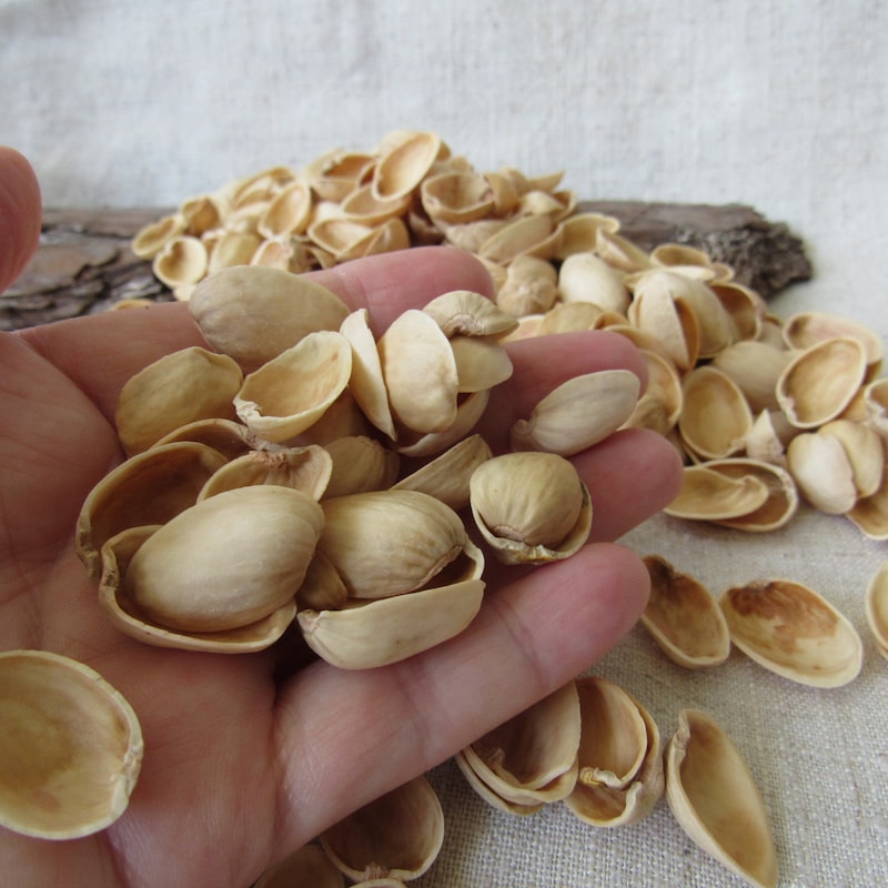 Pistachio Shells - Etsy