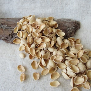 Empty Pistachio Shells, Nut Shells for Craft Projects, Organic ...