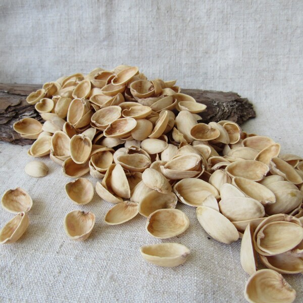 Pistachio Shells - Etsy
