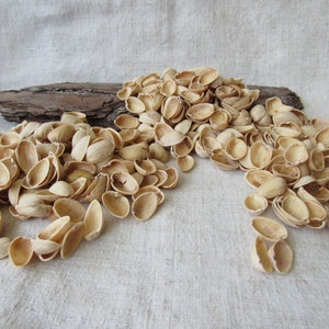 Empty Pistachio Shells, Nut Shells for Craft Projects, Organic ...