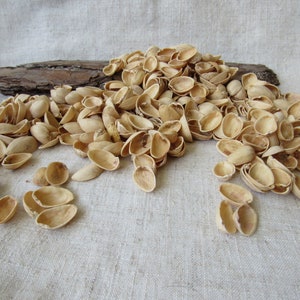 Empty Pistachio Shells, Nut Shells for Craft Projects, Organic ...