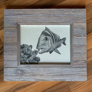 Sheepshead Drawing, Framed Sheepshead Art, Coastal Art, Sheepshead ...