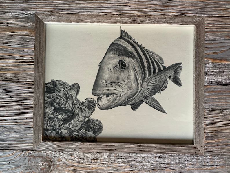 Sheepshead Drawing Framed Sheepshead Art Coastal Art | Etsy