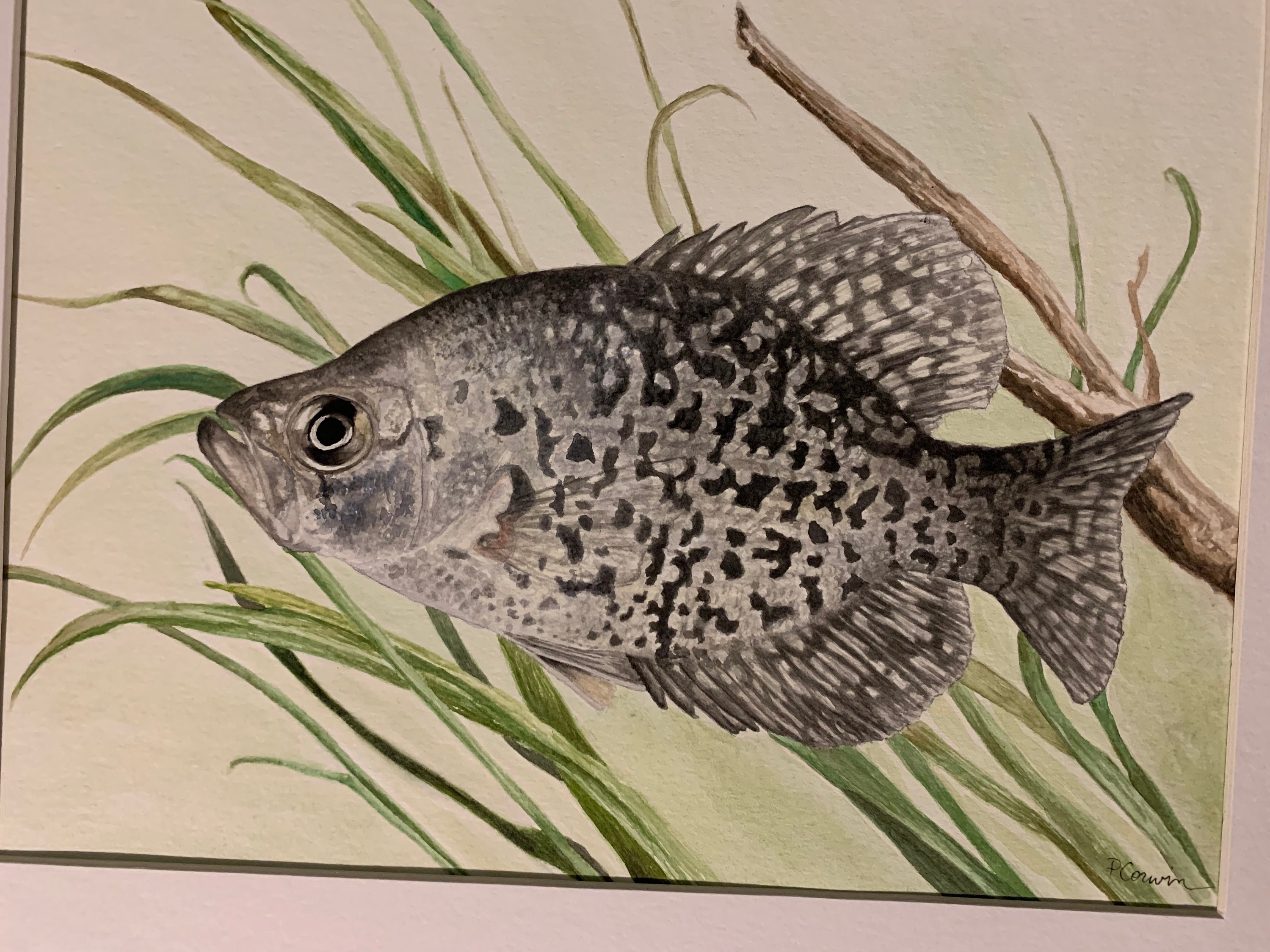 Black Crappie Painting, Black Crappie Watercolor, Crappie Painting ...