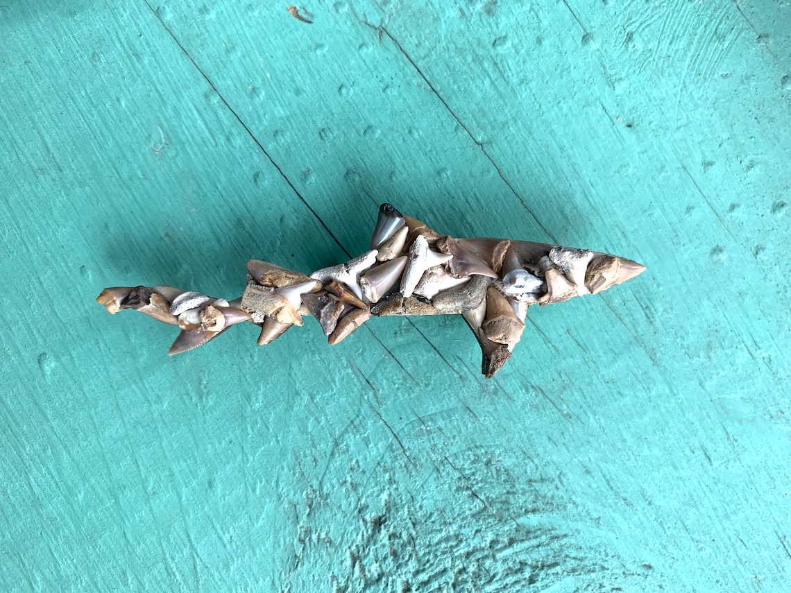 Shark Pin Fossilized Shark Teeth Shark Brooch Shark Teeth - Etsy