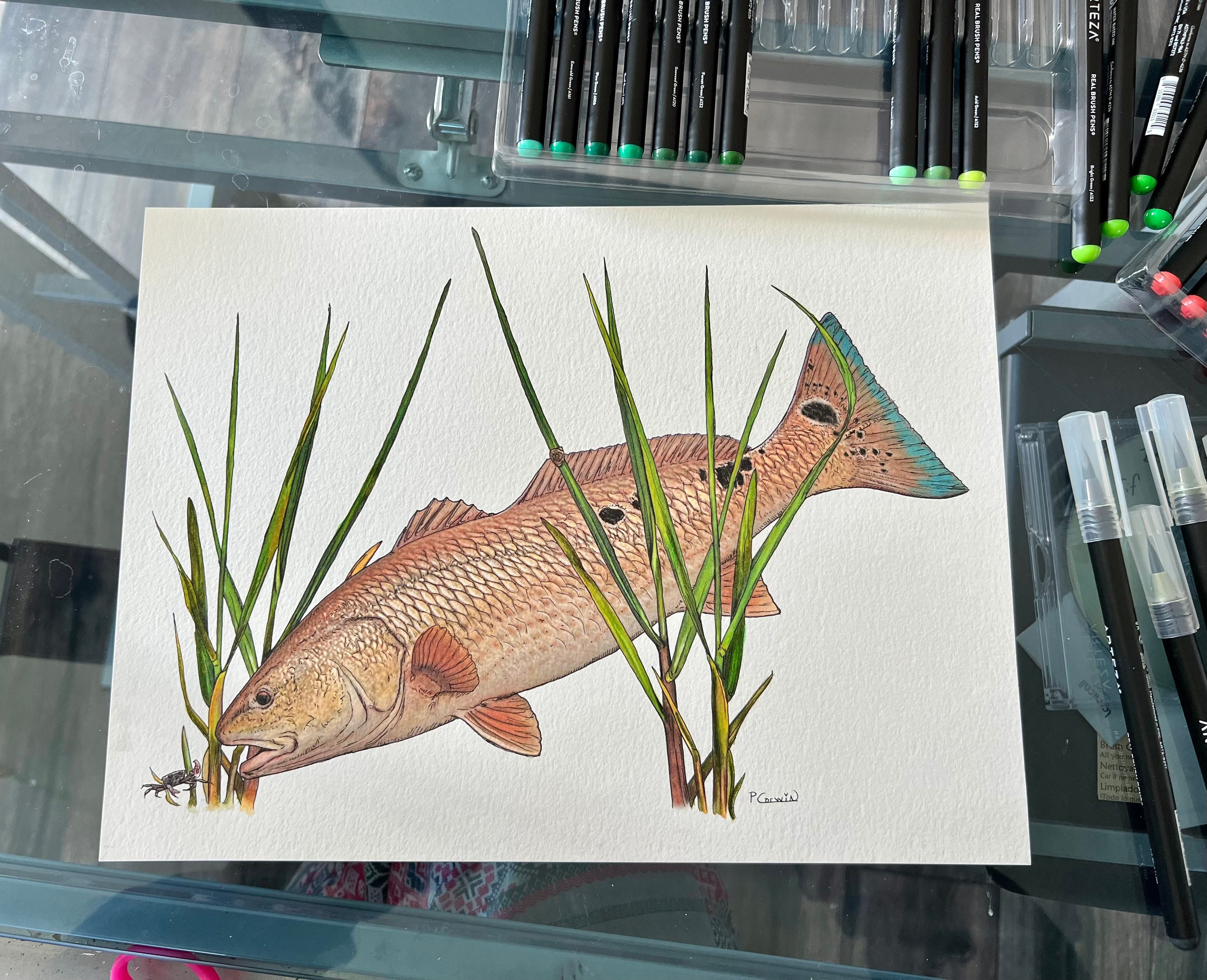 Red Drum Tailing Drawing