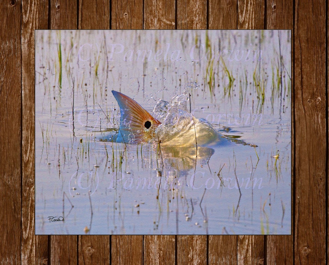 Redfish Tailing: Redfish on the Flats, Redfish Painting, Red Drum ...