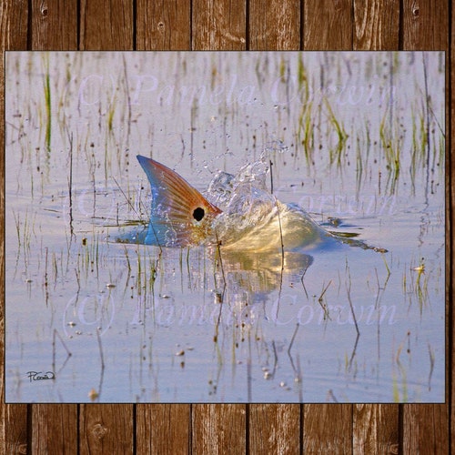 Redfish on Canvas - Etsy
