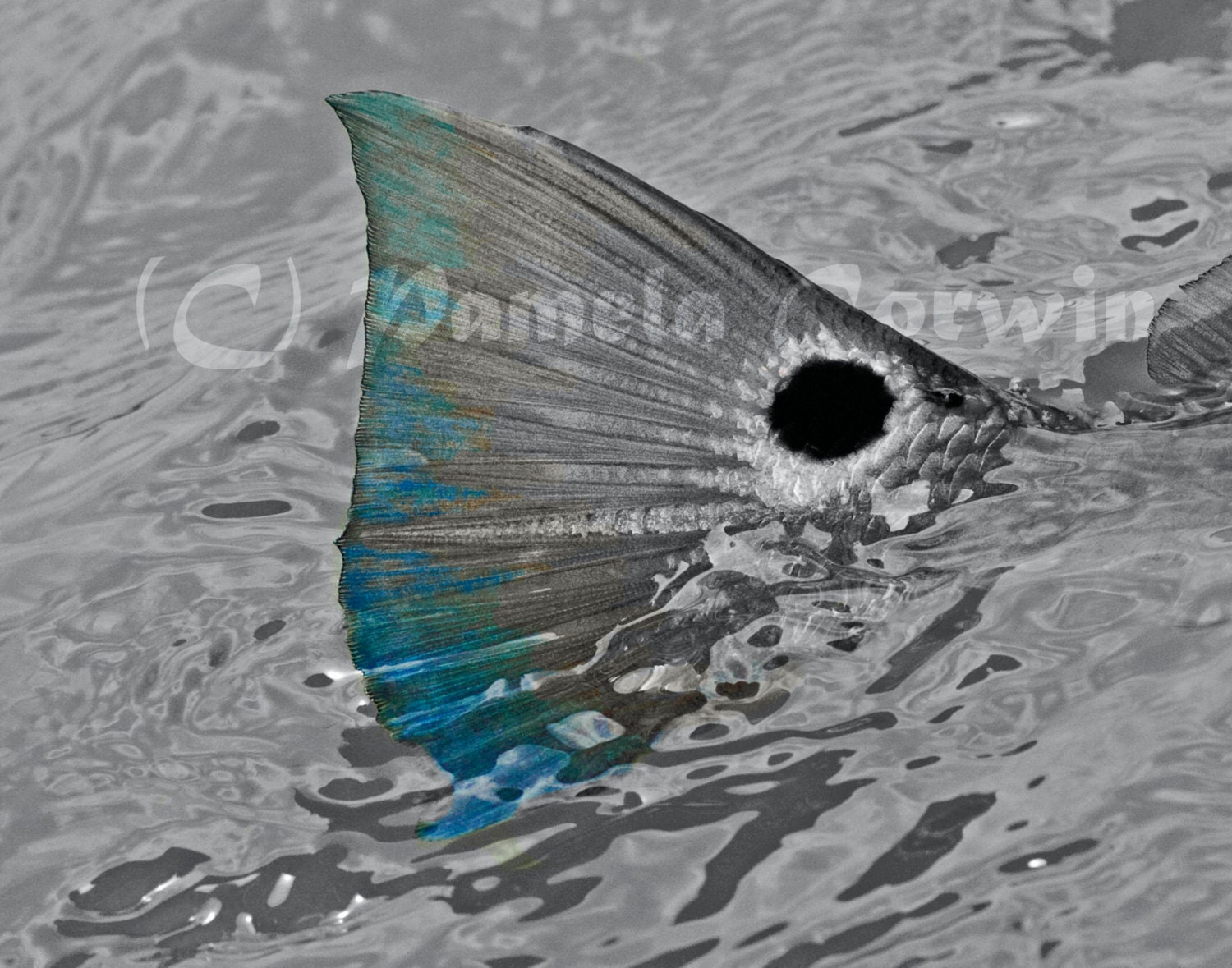 Redfish Tail Photography