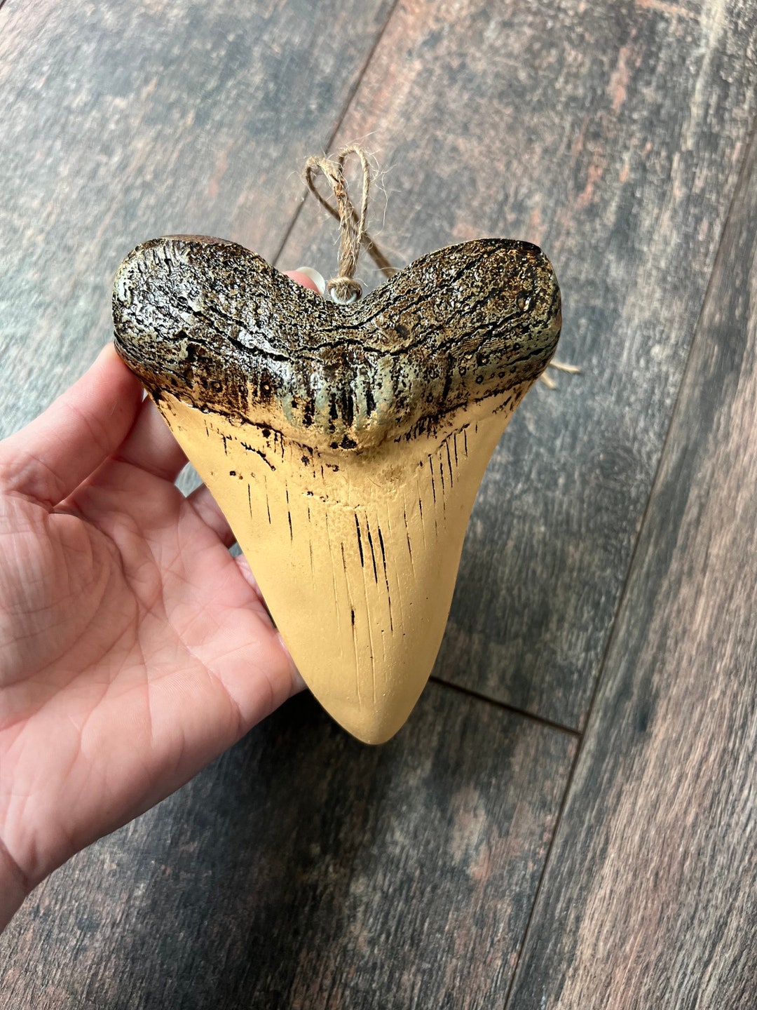 Megalodon Tooth Ornament, Megalodon Tooth, Megalodon Ornament, Shark Ornament, Shark Tooth ...