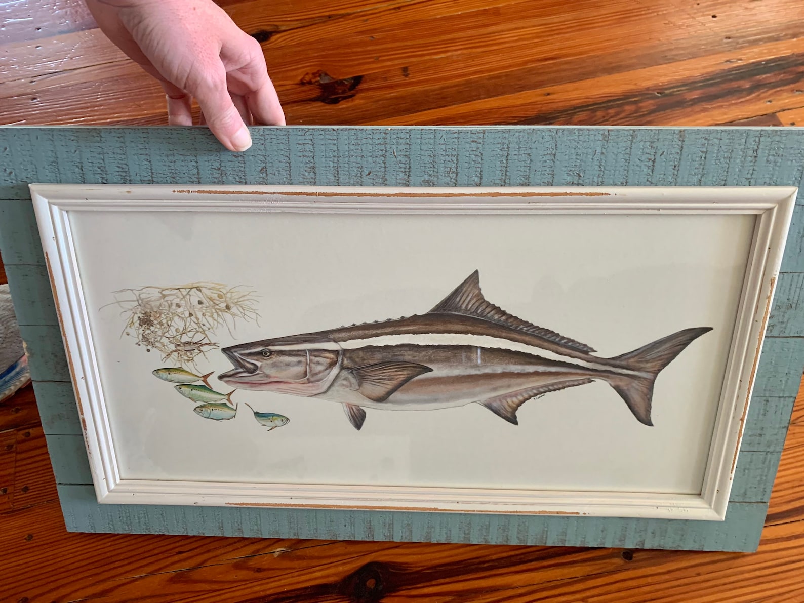 Cobia Watercolor, Cobia Painting, Cobia Fishing, Cobia Art, Original ...