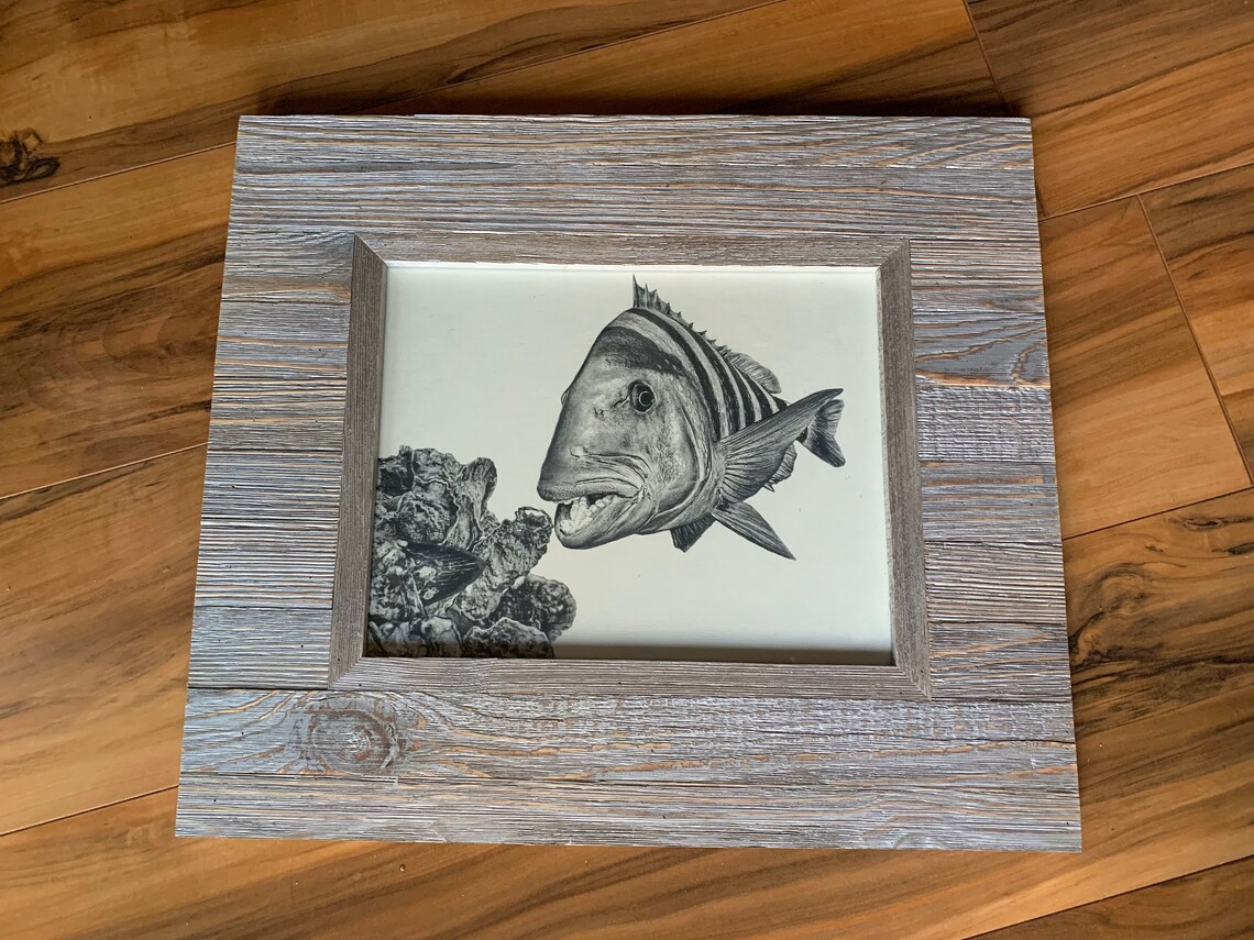 Sheepshead Drawing Framed Sheepshead Art Coastal Art | Etsy