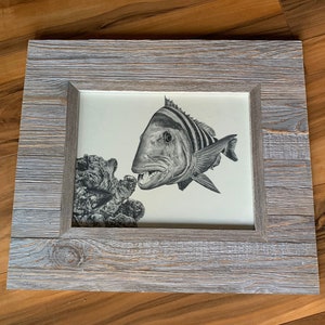 Sheepshead Drawing, Framed Sheepshead Art, Coastal Art, Sheepshead ...