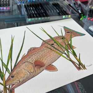 Redfish Painting, Redfish Watercolor, Red Drum Painting, Red Drum ...