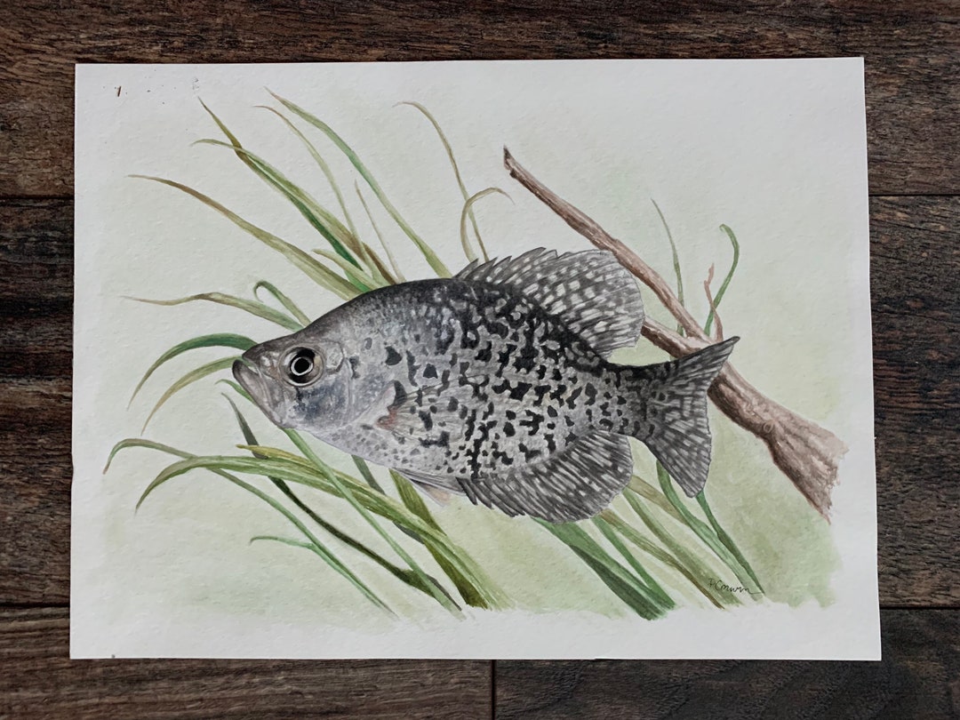 Black Crappie Painting, Black Crappie Watercolor, Crappie Painting ...