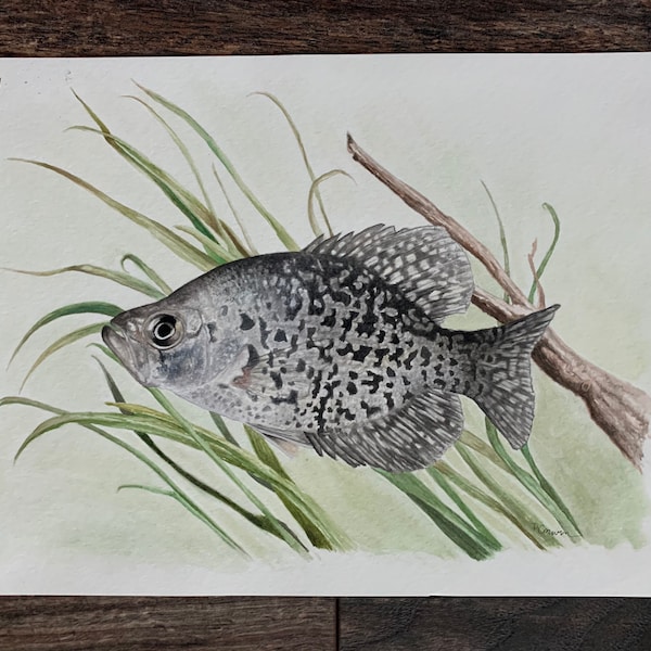 Fishing Crappie Painting - Etsy