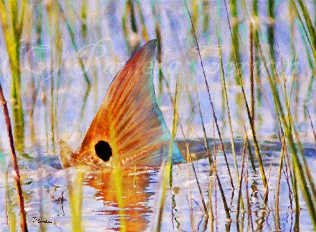 Redfish Tailing on the Flats: Redfish Tailing Art, Redfish Painting, Red Drum Tailing, Spottail ...