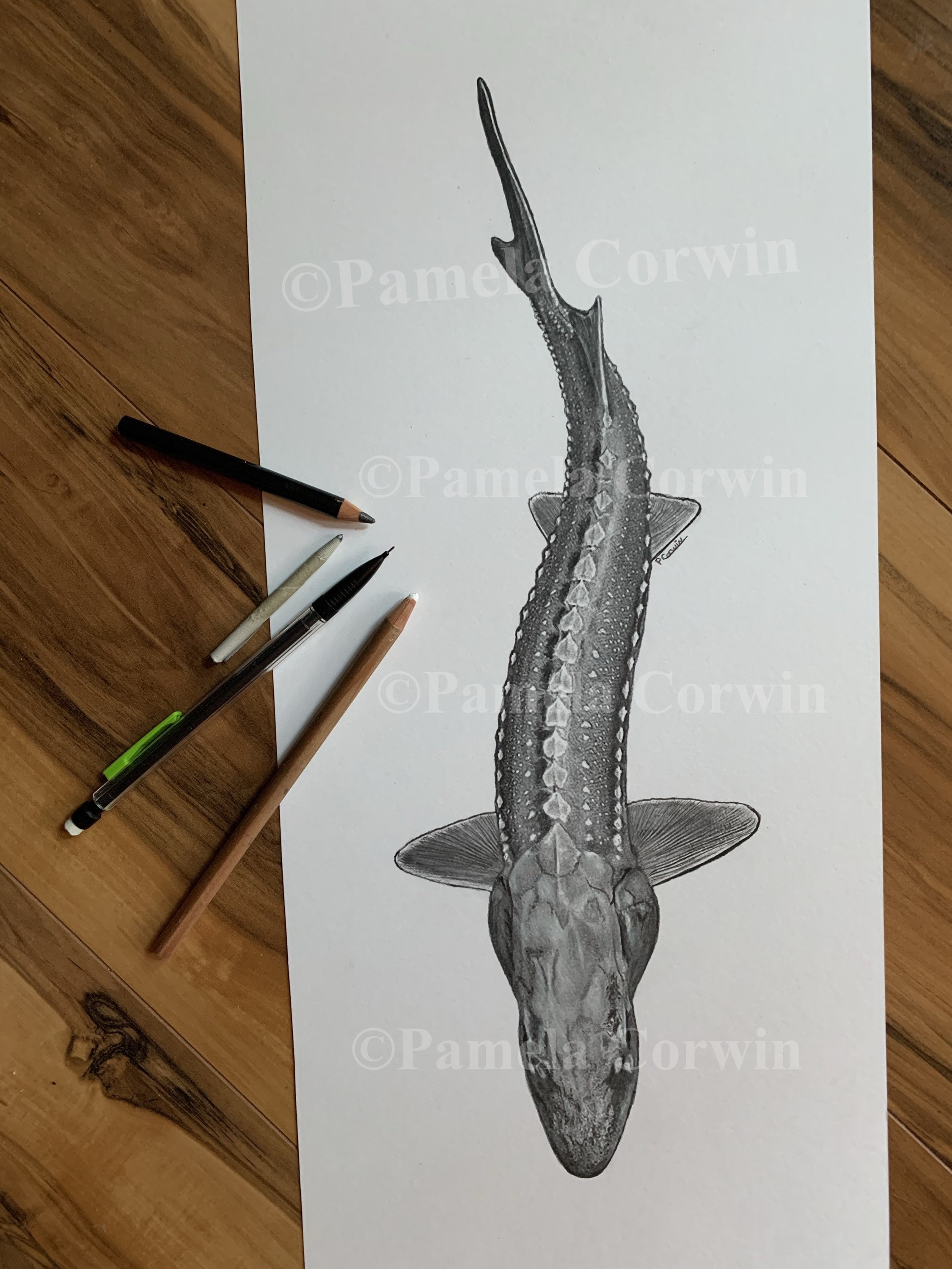 White Sturgeon