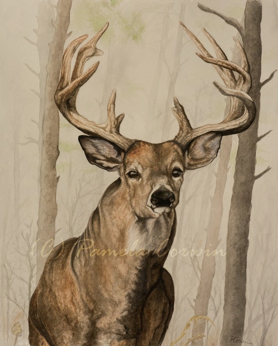 Whitetail Buck Deer Paintings