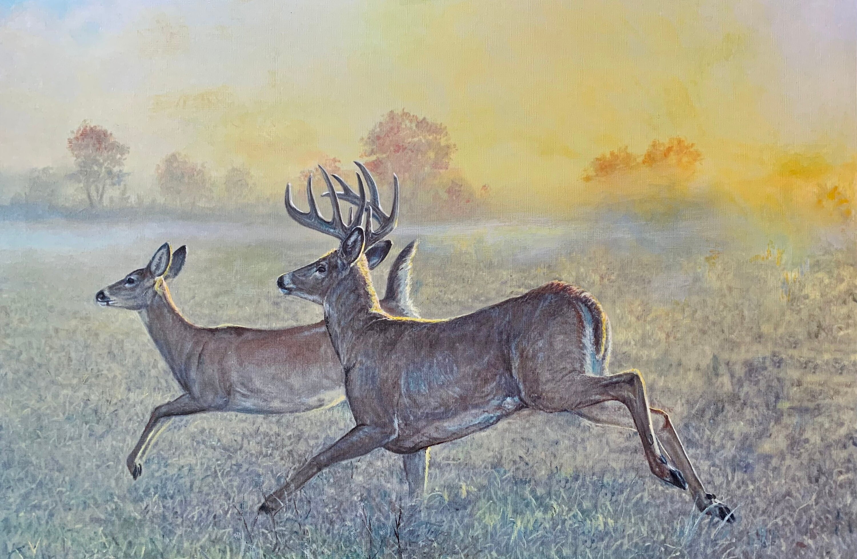Whitetail Deer Paintings