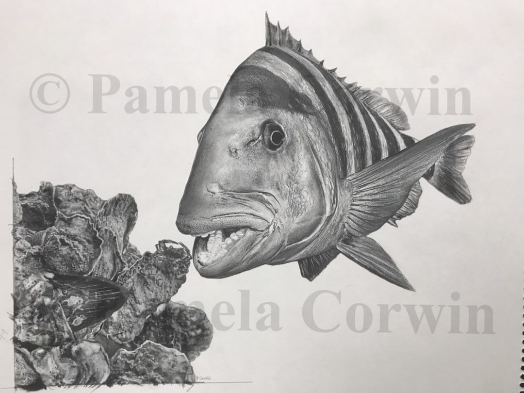 Sheepshead Art: Sheepshead Drawing, Sheepshead Fishing, Sheepshead ...