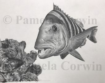 Sheepshead Fish Art - Etsy