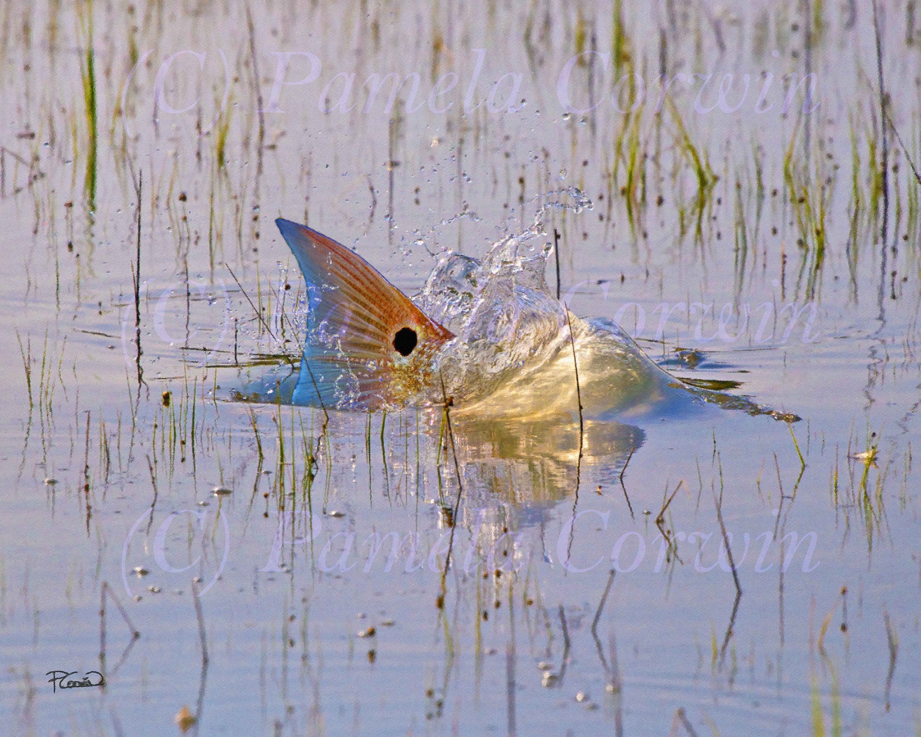 Redfish Tailing In Grass