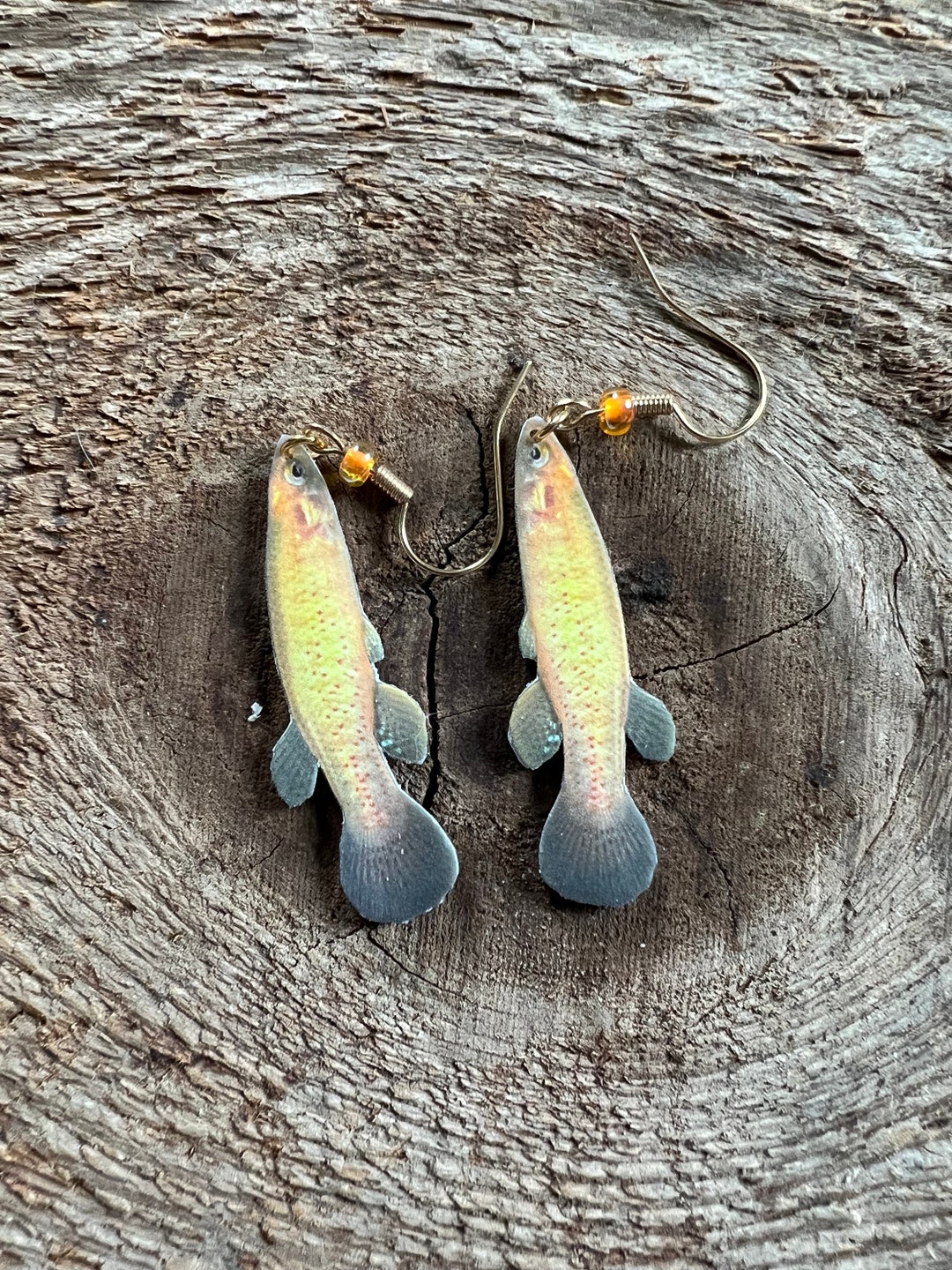 Golden Top Minnow, Golden Minnow, Glitter Fish, Fundulus, Minnow ...