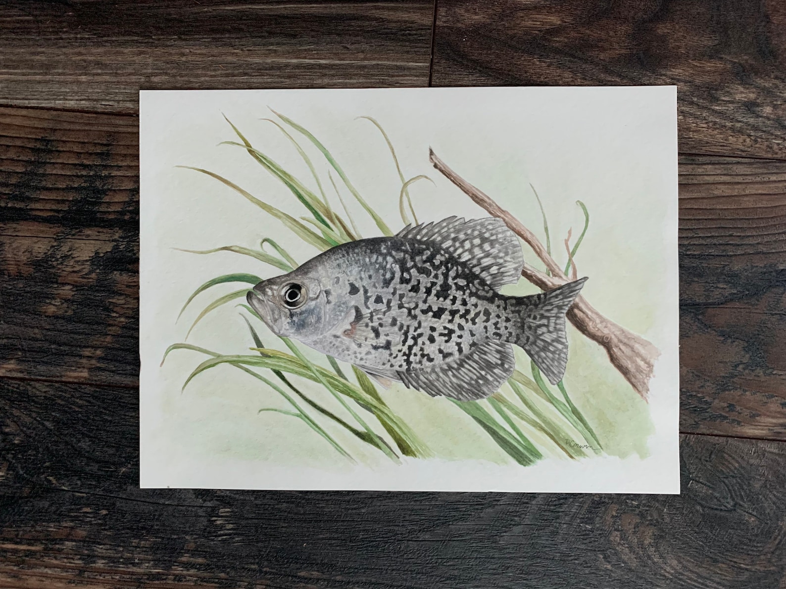 Black Crappie Painting, Black Crappie Watercolor, Crappie Painting ...