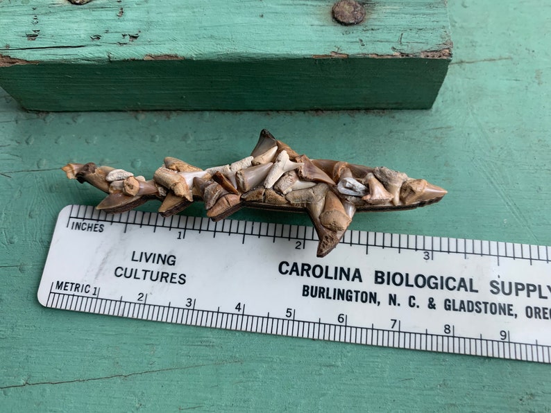 Shark Pin Fossilized Shark Teeth Shark Brooch Shark Teeth - Etsy