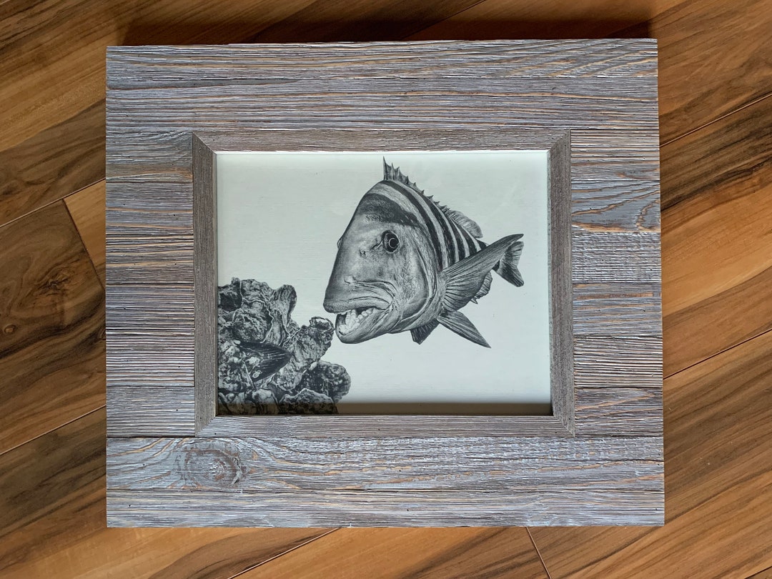 Sheepshead Drawing, Framed Sheepshead Art, Coastal Art, Sheepshead ...