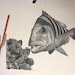 Sheepshead Art: Sheepshead Drawing Sheepshead Fishing - Etsy