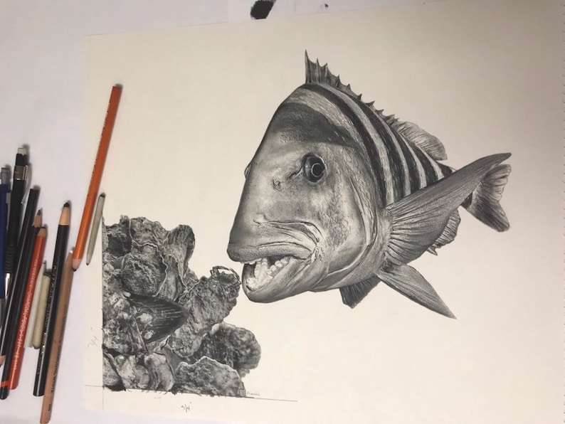 Sheepshead Art: Sheepshead Drawing Sheepshead Fishing - Etsy
