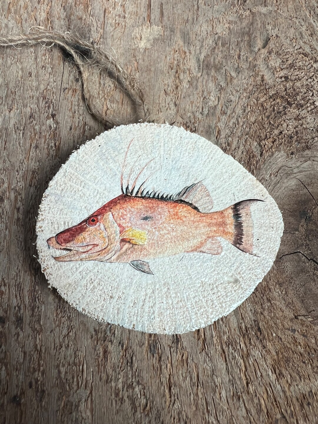 Hogfish Ornament, Snapper Ornament, Pez Perro, Wrasse Ornament, Fish ...