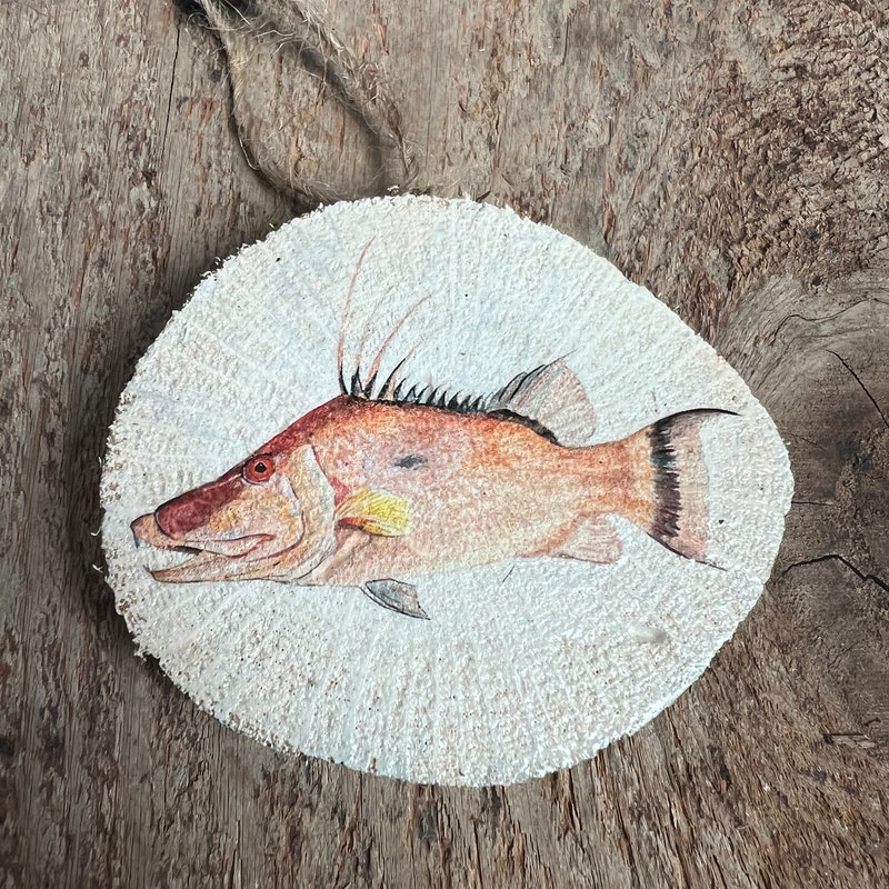 Hogfish - Etsy
