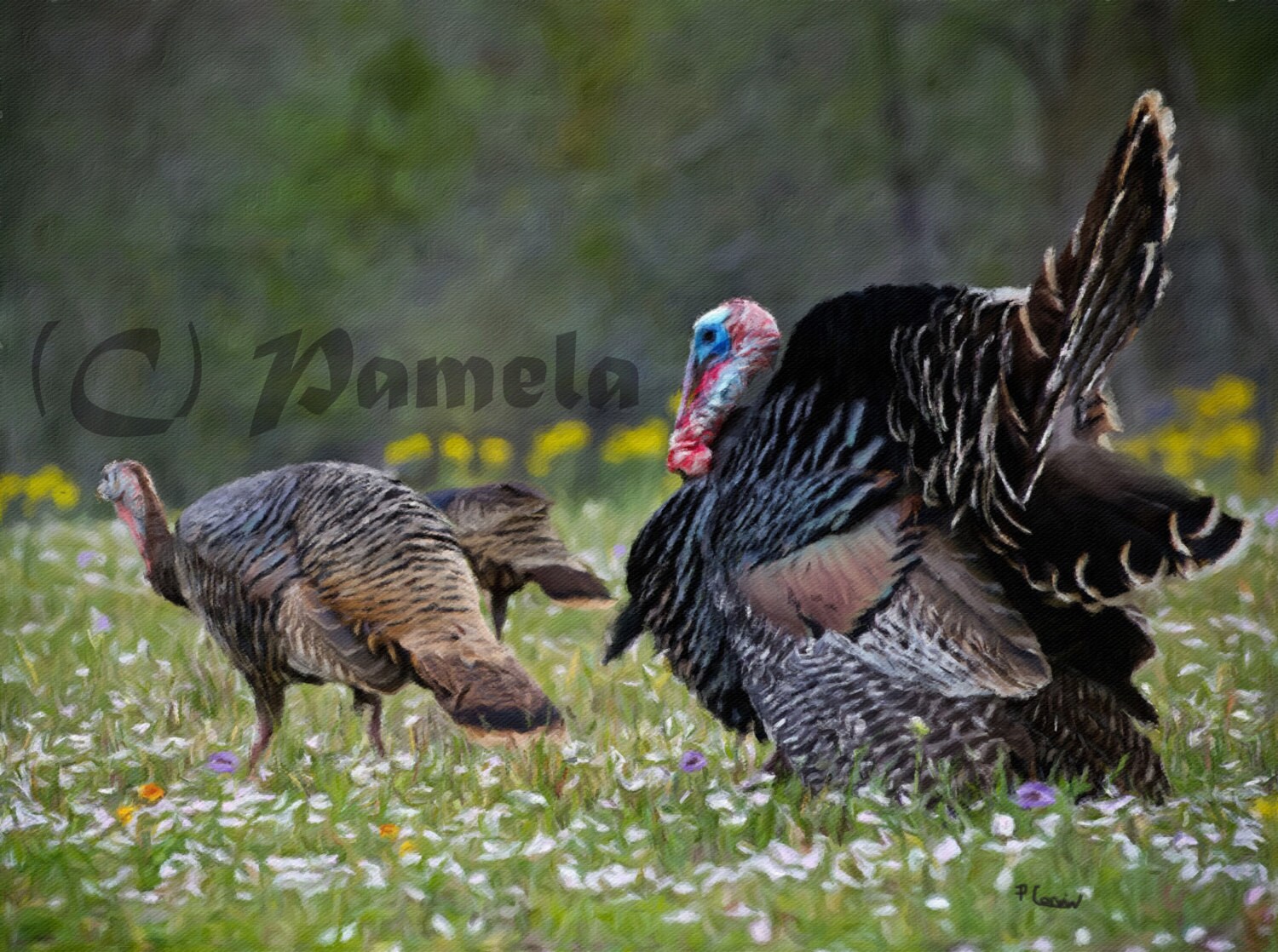 Wild Turkey Paintings