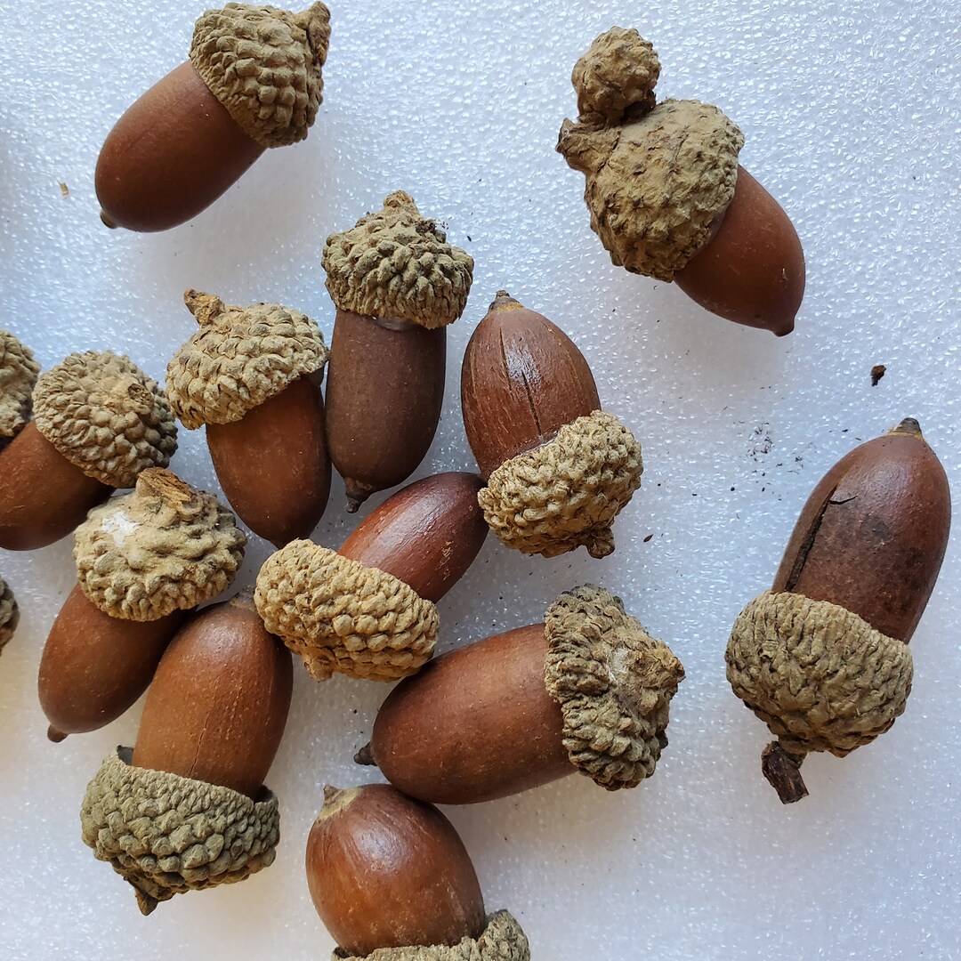 Real ACORNS for Fall and Thanksgiving, Table Scatter, Home Decor, I Spy ...