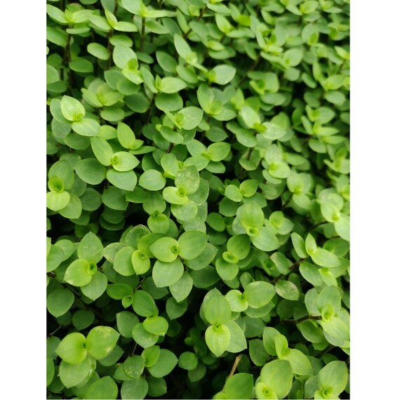 Small Wandering Jew Plant Dwarf Wandering Jew Plant - Tradescantia ...