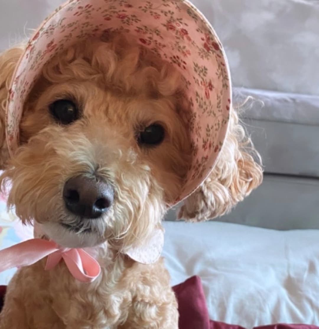 Dog Bonnet Dog Hat - Etsy