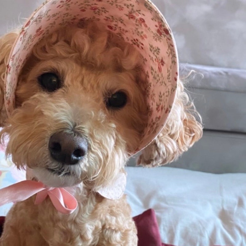 Dog Bonnet - Etsy