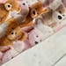 SALE - Sweet Teddy Bear Fabric Plush Toys Cats Bears Dogs - Stretch ...