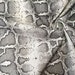 GREY Digital Snake Skin Print Fabric Animal Python Cotton Home Decor ...