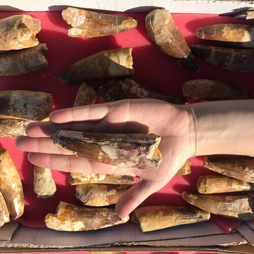 Trilobite Fossil Leather Bifold Wallet Handcrafted Wallet | Etsy