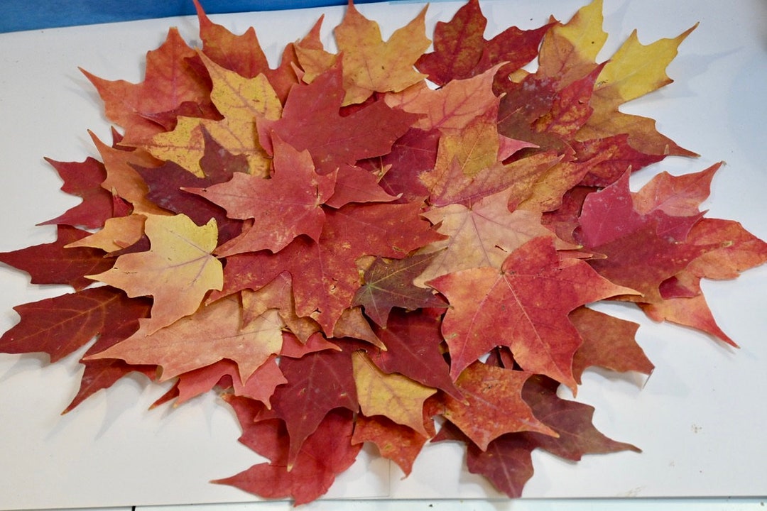 65+ Real Pressed Sugar Maple Leaves: Fall Wedding Thanksgiving Decor ...
