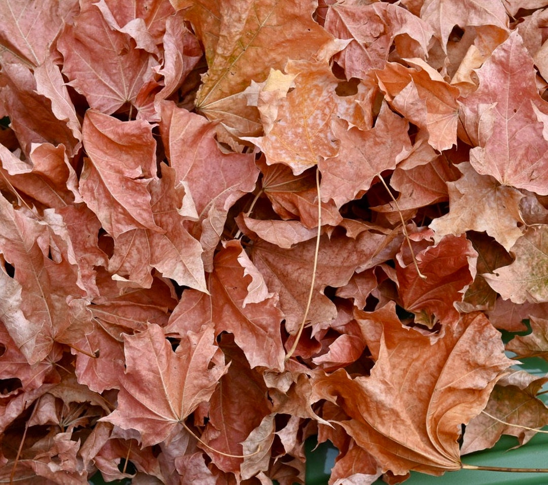 Natural Dried Maple Leaves: Unique Autumn Decor, Seasonal Decor ...