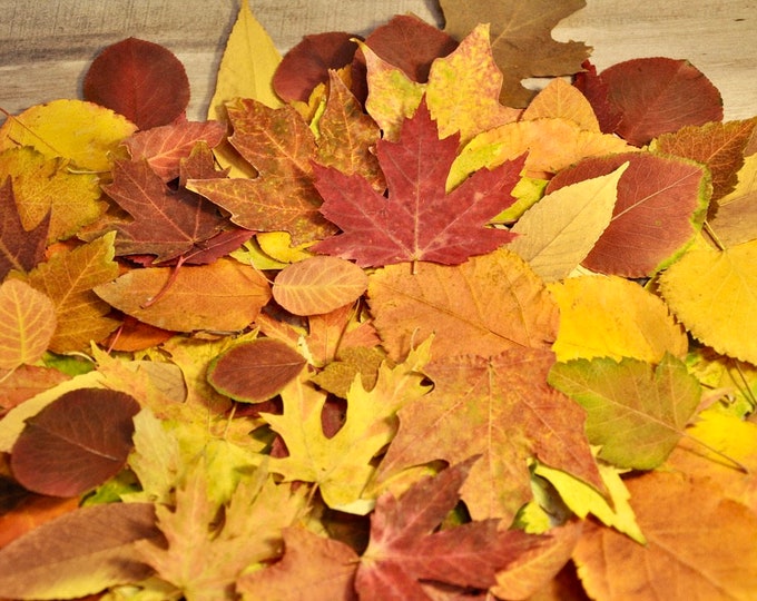 25 REAL MAPLE Leaves.preserved Maple Leavesautumn Leavesfall - Etsy